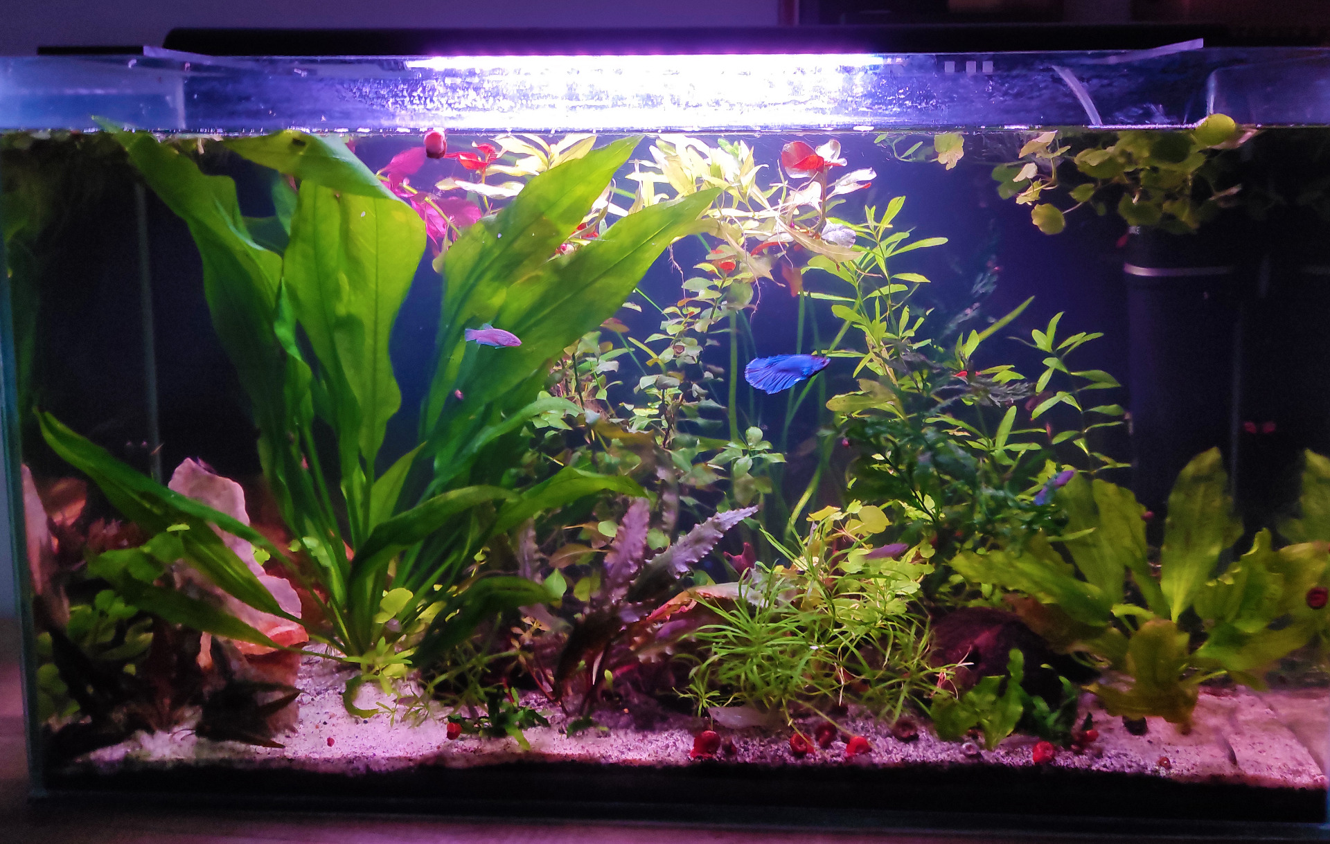 založení akvária :: pohodové akvarium